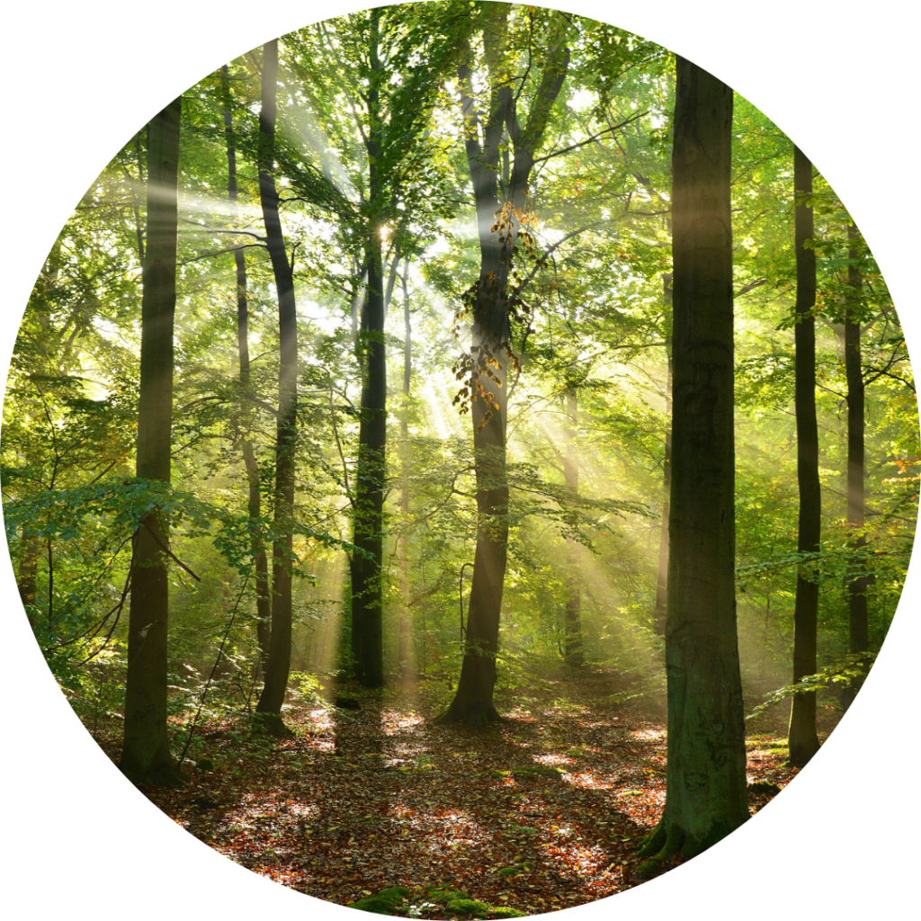 easy dot® | Neschen